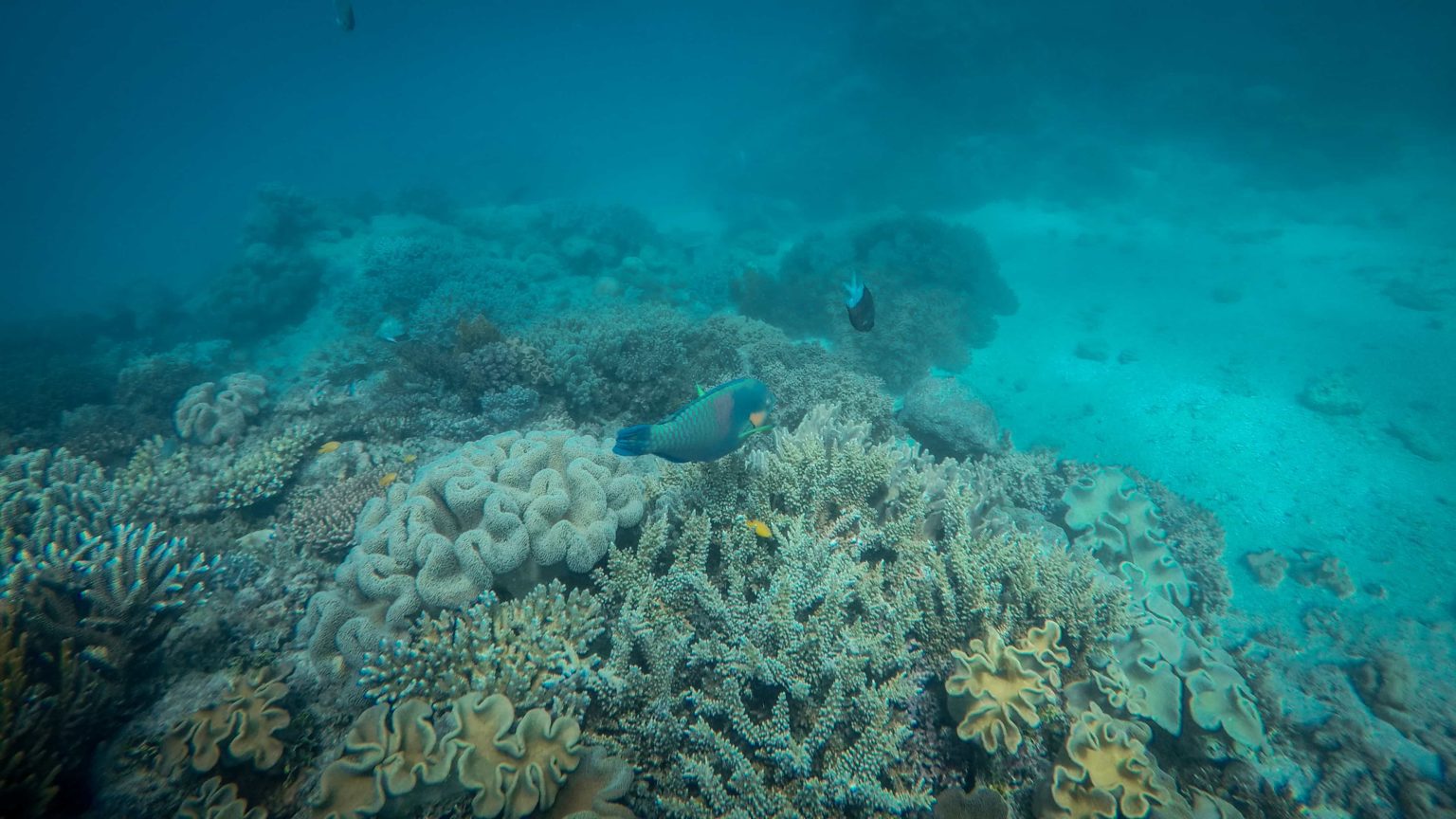 Hōkūleʻa — Voyaging for the Future: Great Barrier Reef - Hōkūleʻa