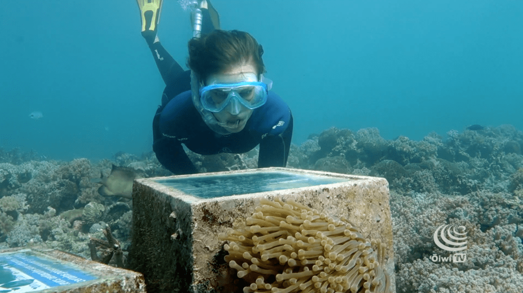 Hōkūleʻa — Reef Conservation Snorkeling Trails - Hōkūleʻa